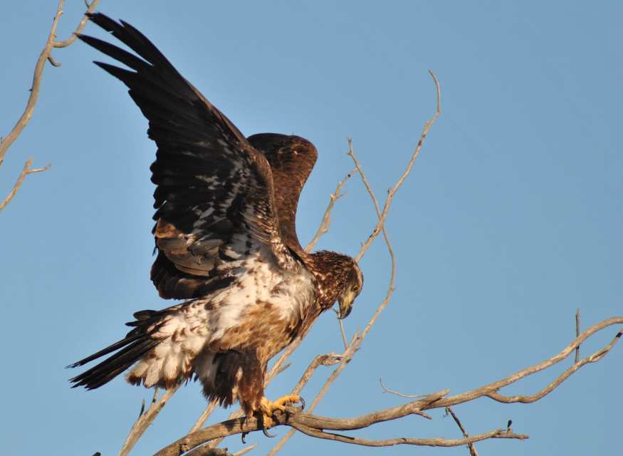How to Identify Bald Eagles by Wing Pattern - HubPages