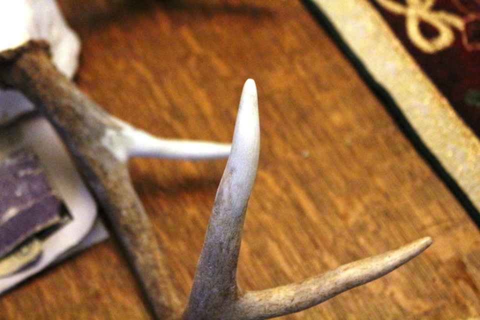 How to Repair Broken Antler Tines (Step-by-Step Photo Guide) - HubPages