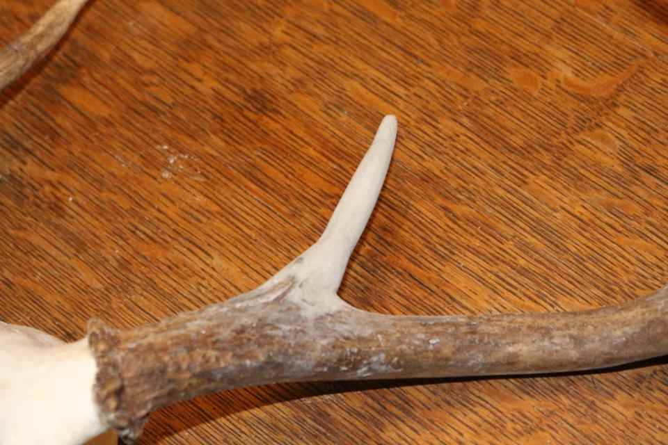 How to Repair Broken Antler Tines (Step-by-Step Photo Guide) - HubPages