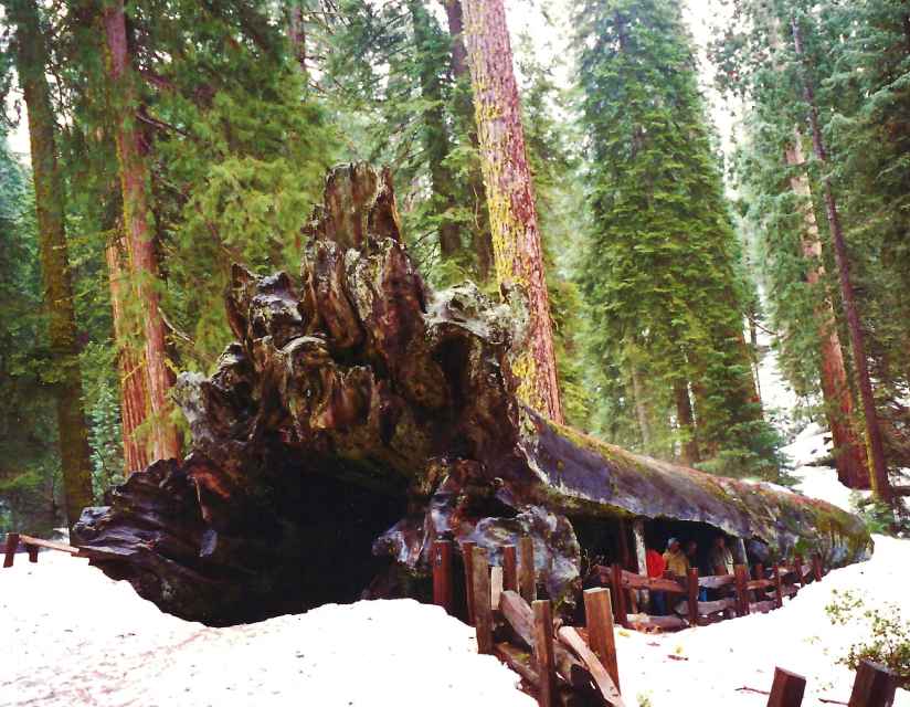 Sequoia and Kings Canyon National Parks: View the Largest Living Trees ...