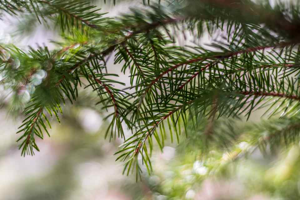 Christmas Fir Tree Types, Usage, and Ecology - HubPages