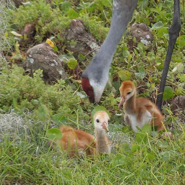 Baby Sandhill Cranes - HubPages