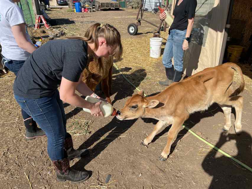 What Is a Vet Tech? - HubPages