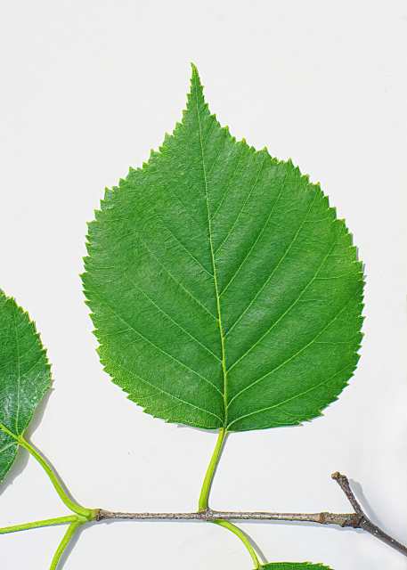 Identifying 13 Common Native Michigan Trees; Featuring Autumn Colors ...