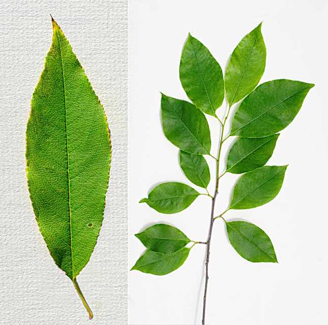 Identifying 13 Common Native Michigan Trees; Featuring Autumn Colors ...