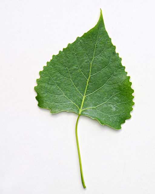 Identifying 13 Common Native Michigan Trees; Featuring Autumn Colors ...