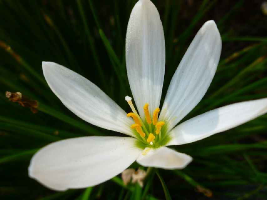 Garden Photography: The Fall Season in My Houston Backyard - HubPages