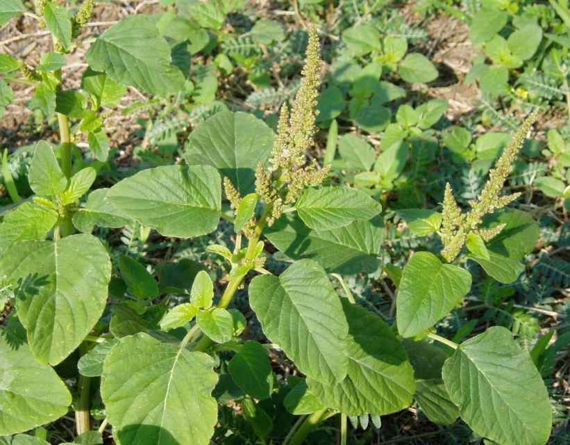 Tips for Controlling and Preventing Annual and Perennial Weeds - HubPages