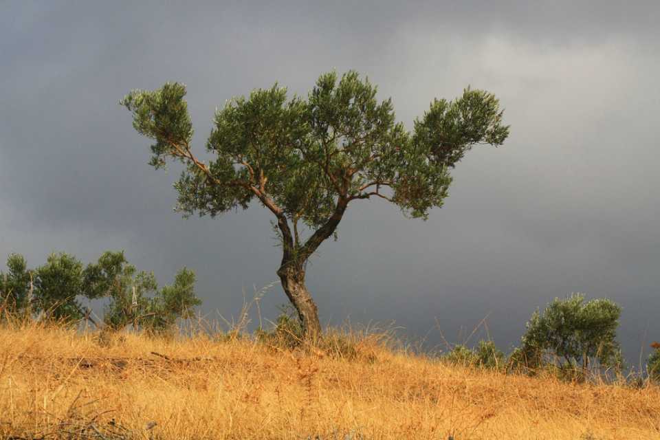 How to Care for Olive Trees Through the Seasons - Dengarden