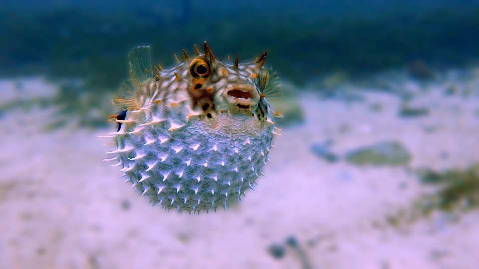 The Fascinating World of Spiny, Spiky Sea Creatures - HubPages
