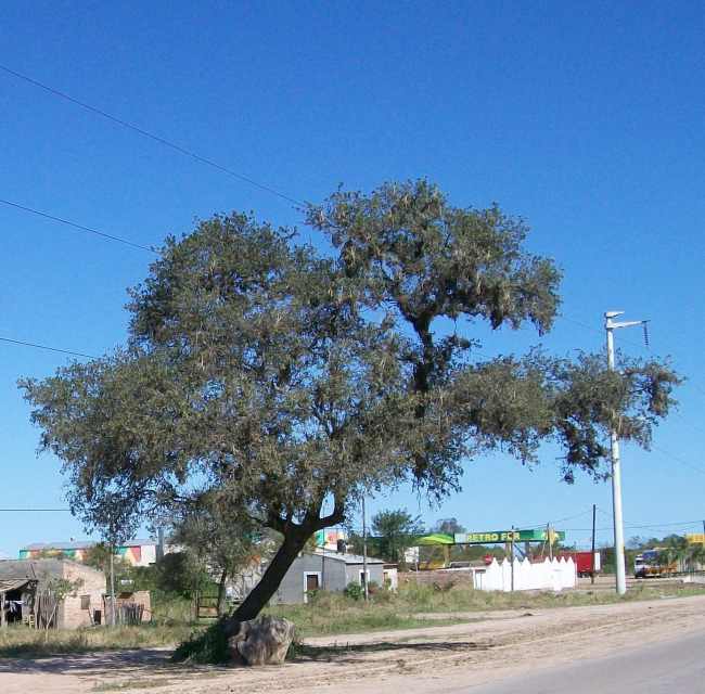 6 Hardest Trees in the World (With Photos) - HubPages