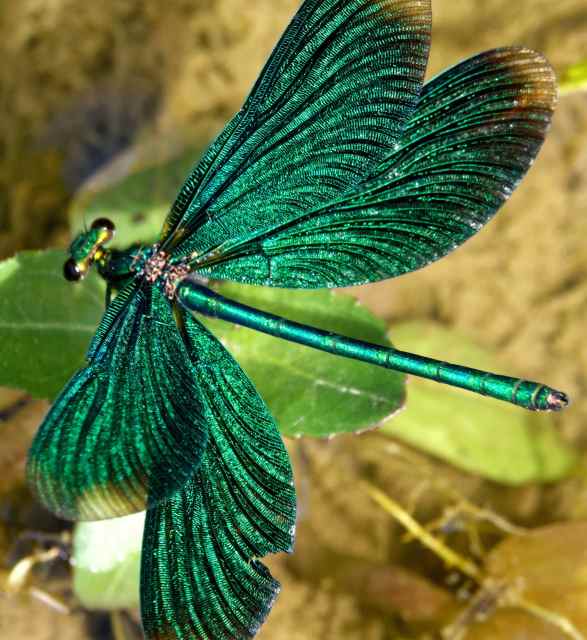 Top 15 Most Beautiful Insects and Most Amazing Bugs in the World - HubPages