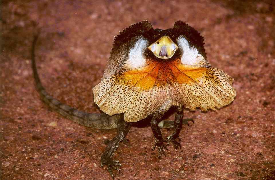 10 Types of Most Beautiful Lizards in the World (With Honorable ...