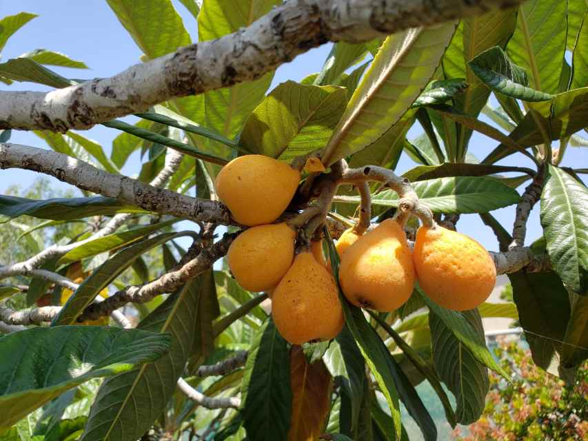 12+ Round Fruit Ideas for the Filipino New Year's Eve Tradition - HubPages