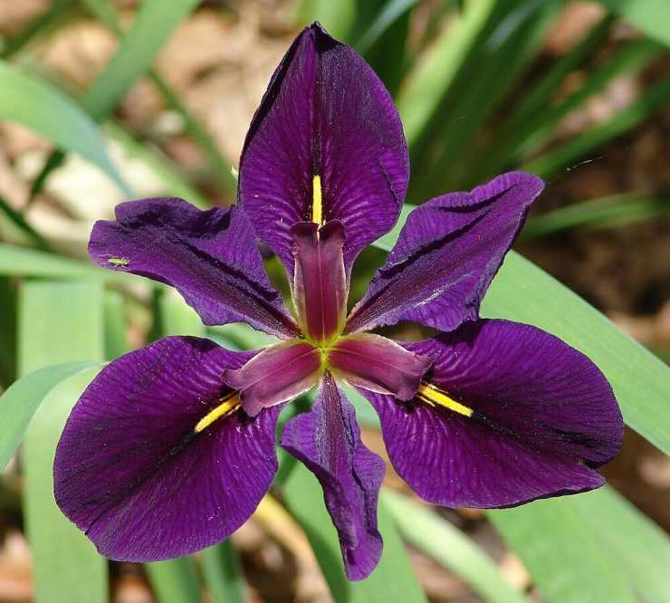 Louisiana's Two Flower Symbols: State Flower and State Wildflower ...