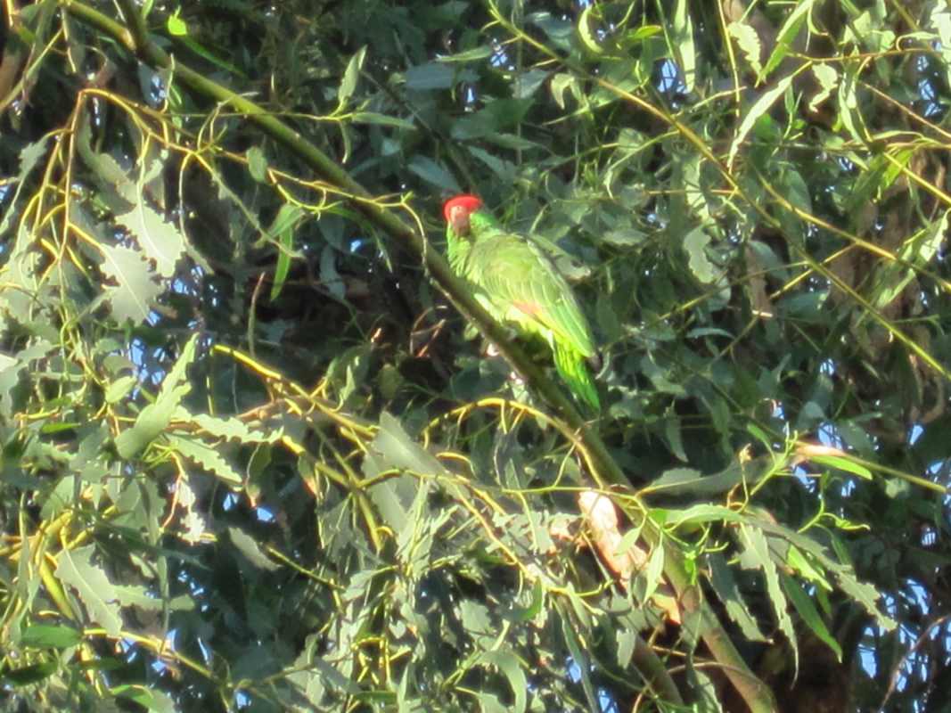 Wild Parrots of Southern California: Red-Crowned Parrots - HubPages