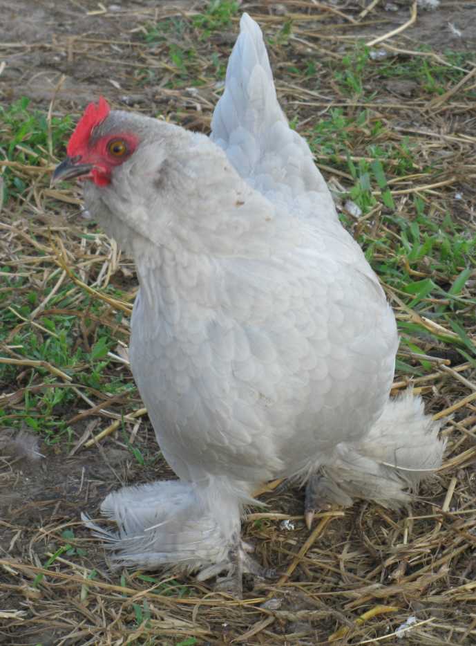 Las 10 Mejores Razas de Pollos de Herencia Rara (y Por qué Son Mis ...