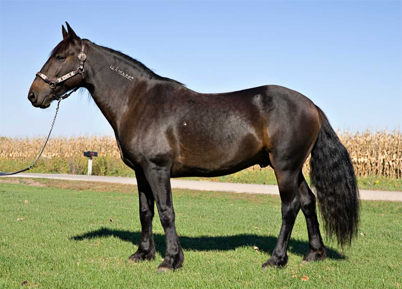 10 Interesting Horse Breeds - HubPages