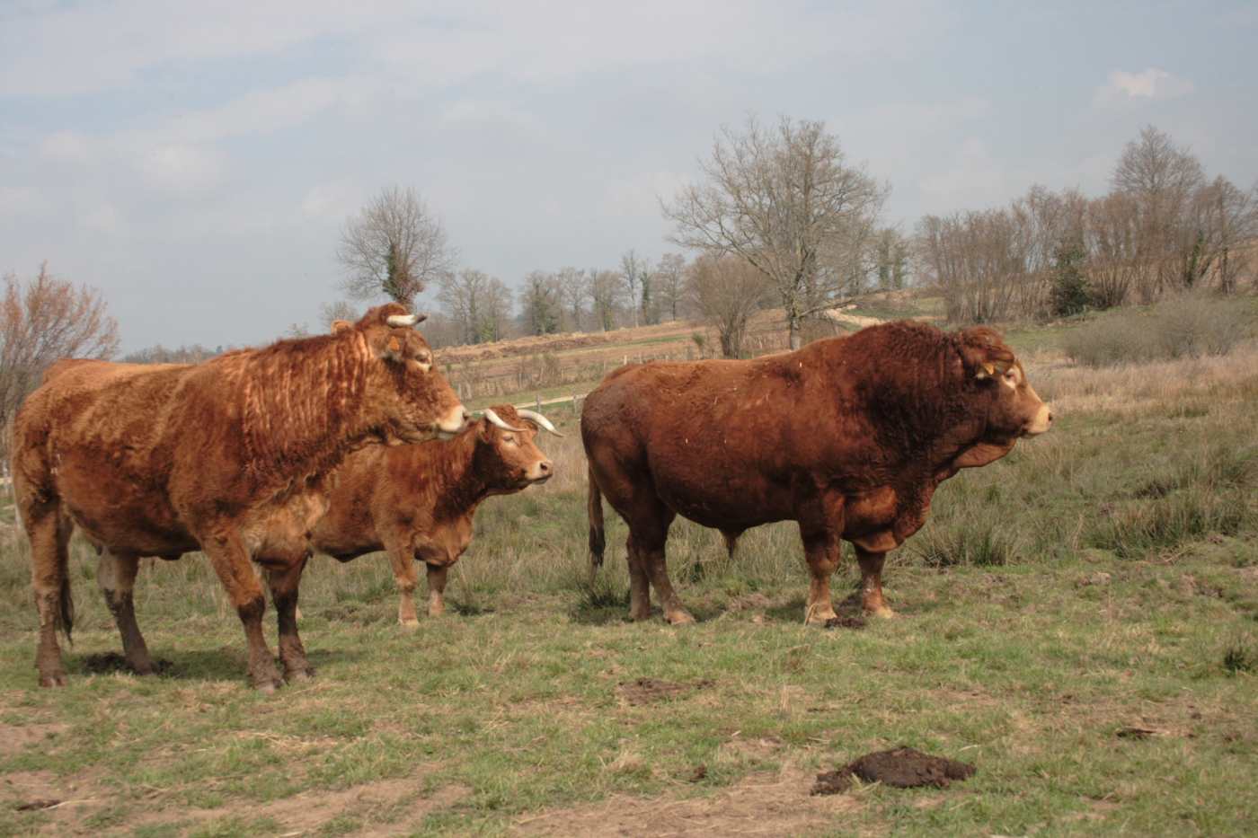 Limousin Cattle in Limousin. World Famous French Beef Cattle Breeds ...