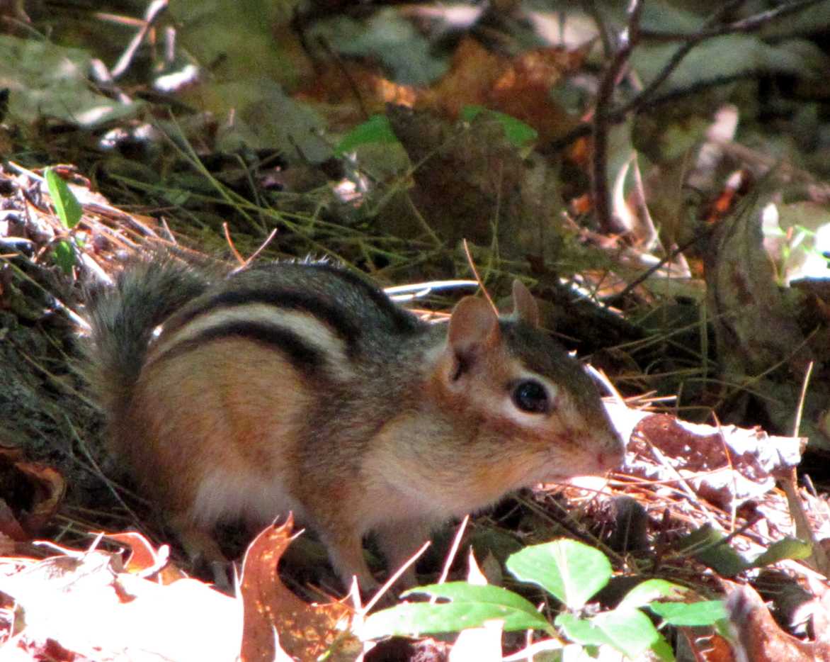 Fun Facts About Chipmunks - HubPages