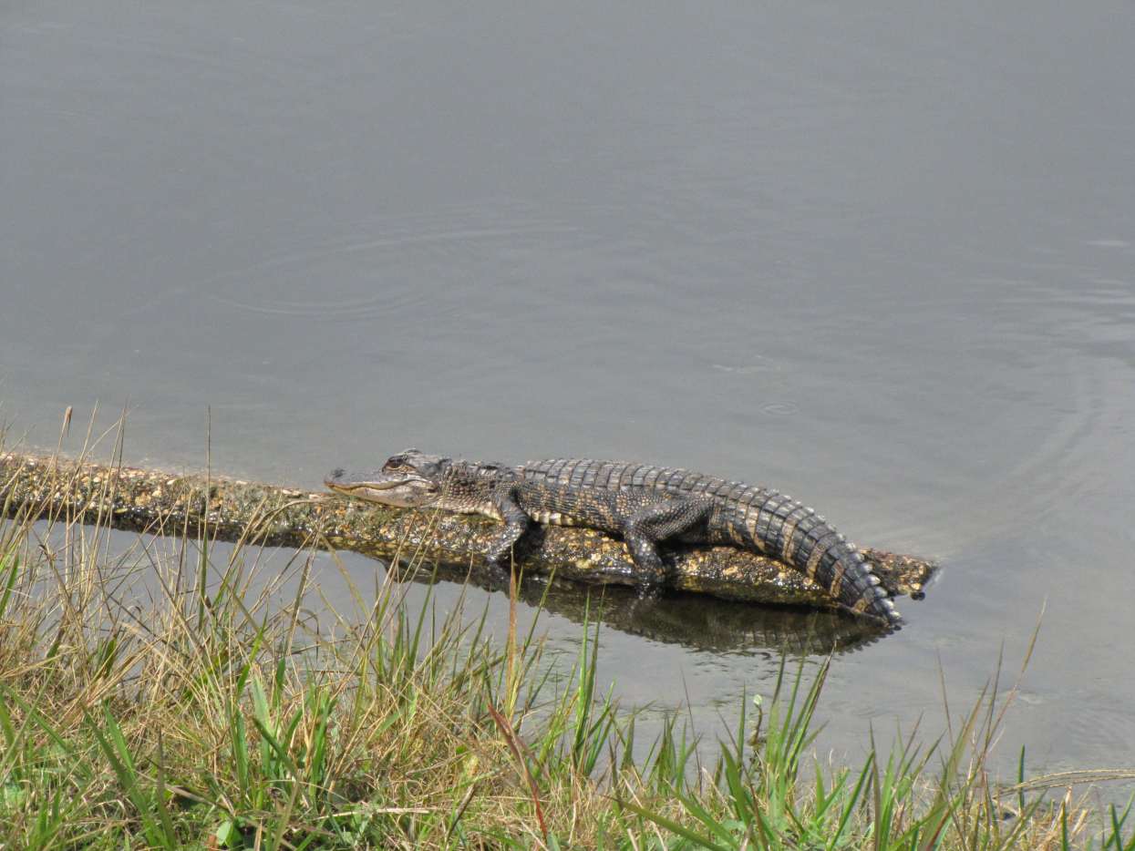 All About Baby Alligators - HubPages