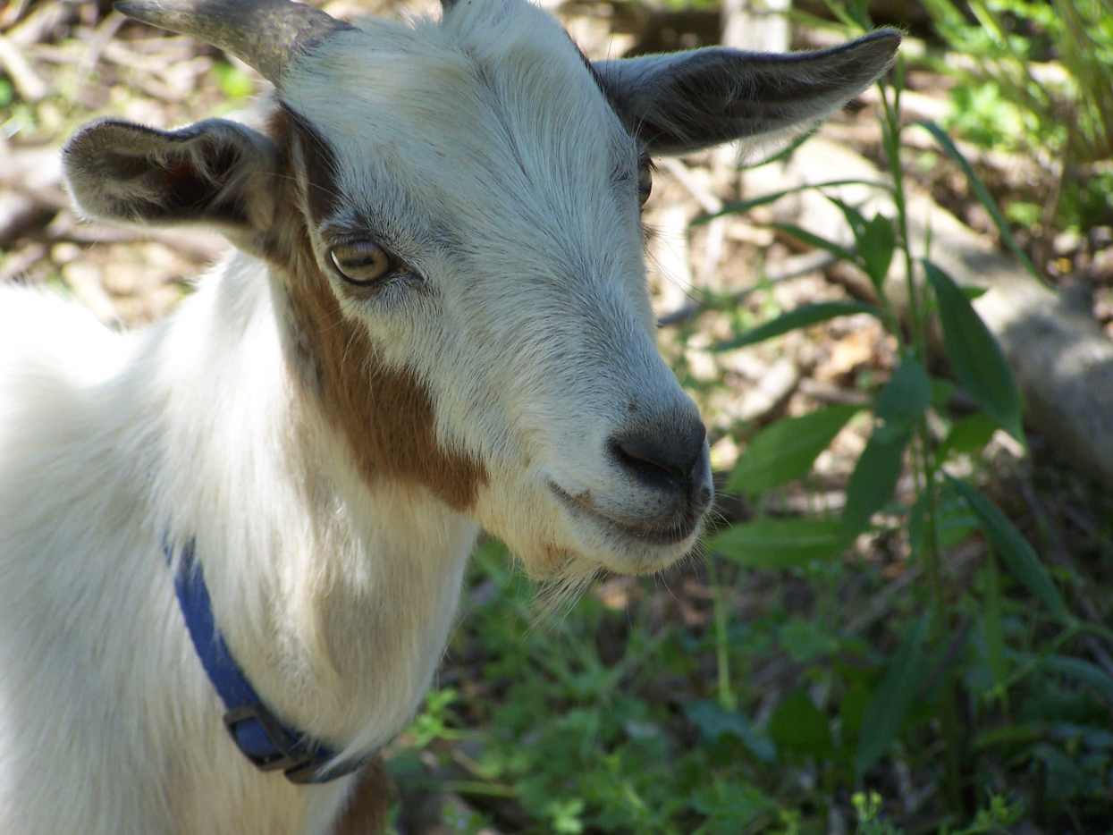 Goat Breeds - HubPages