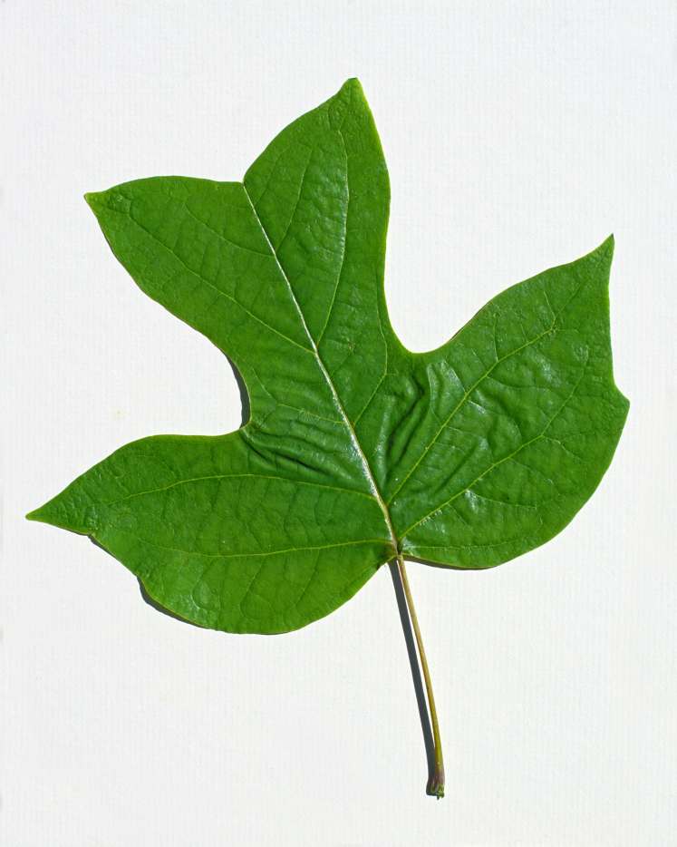 Identifying 13 Common Native Michigan Trees; Featuring Autumn Colors ...