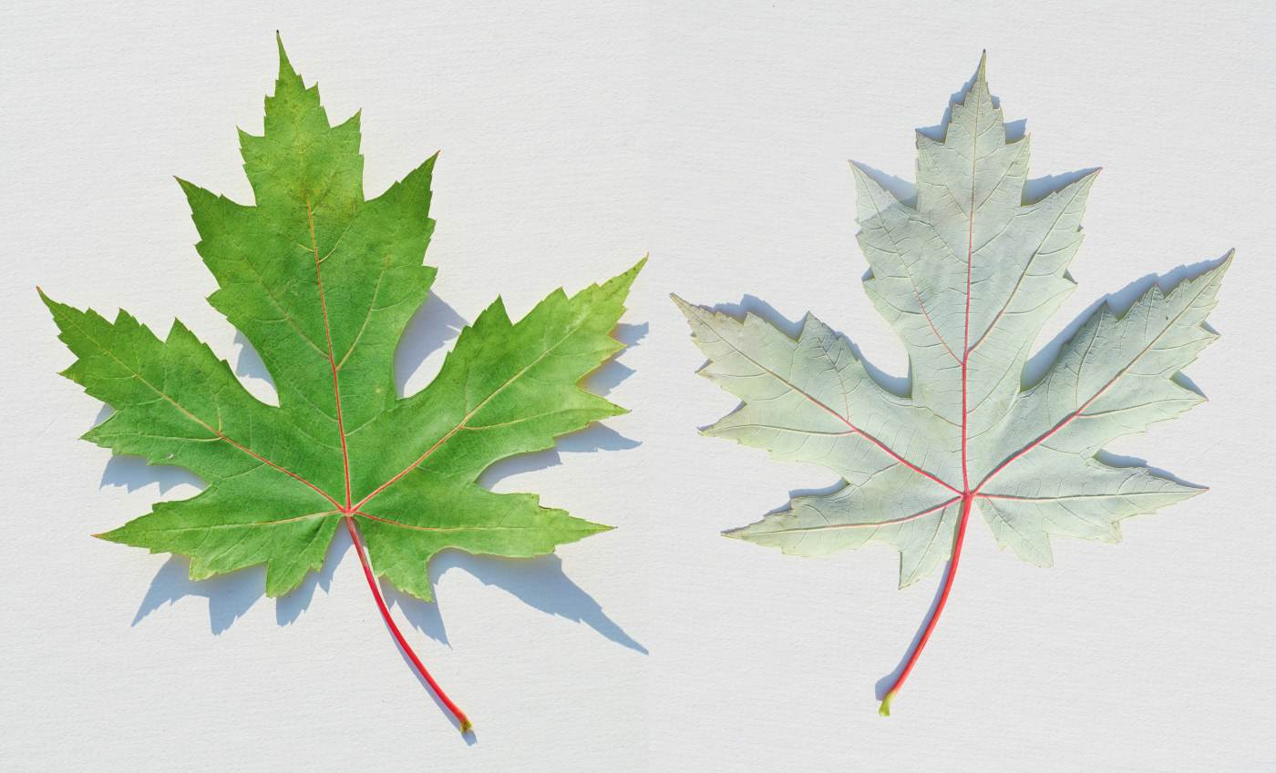 Identifying 13 Common Native Michigan Trees; Featuring Autumn Colors ...