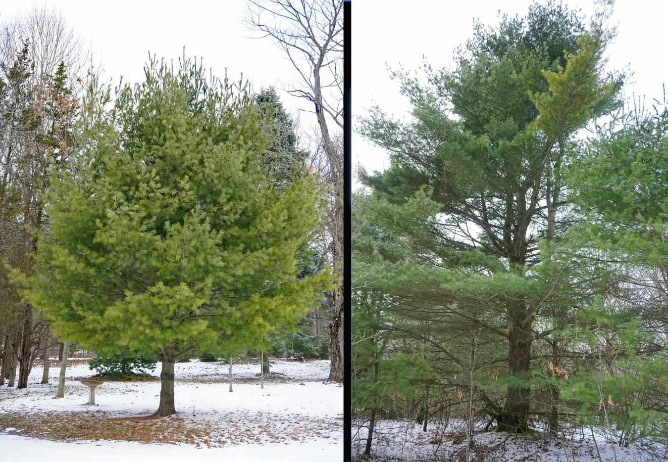 5 Most Common Pines of Michigan - HubPages