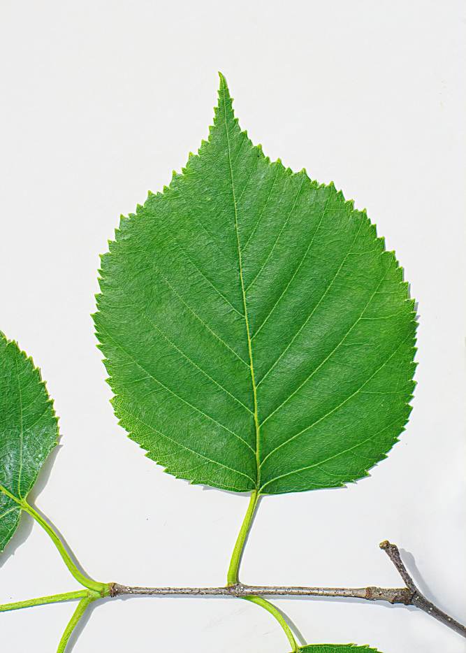 Identifying 13 Common Native Michigan Trees; Featuring Autumn Colors ...