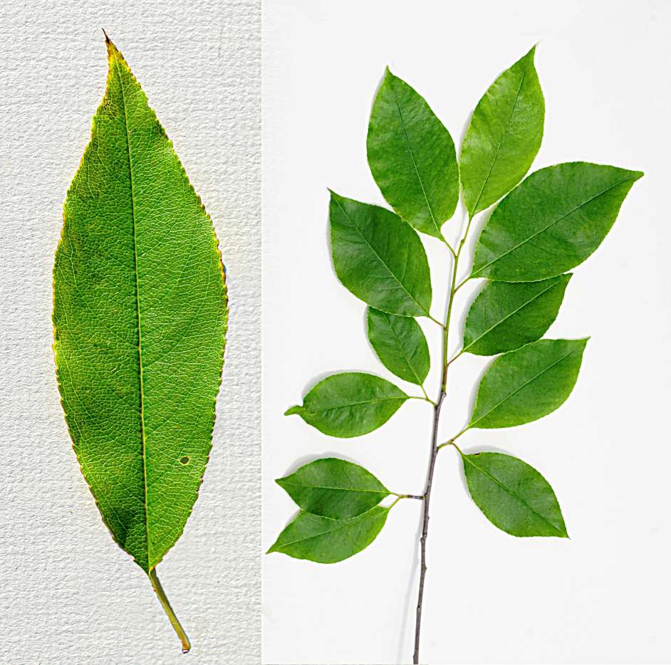 Identifying 13 Common Native Michigan Trees; Featuring Autumn Colors ...