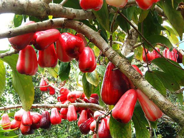 Tropical Taste of Hawaii: The Mouthwatering Mountain Apple - Dengarden ...