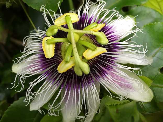 A Tropical Taste of Hawaii: Yellow Passion Fruit Liliko'i - Dengarden ...