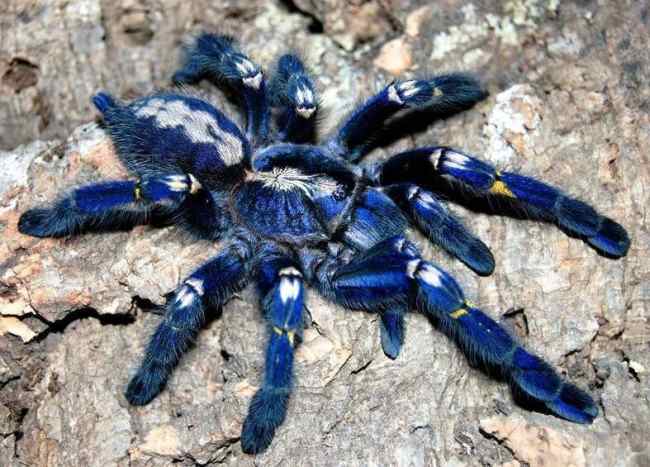Amazing Blue Bugs, Insects, Frogs, Fish, and Butterflies - HubPages