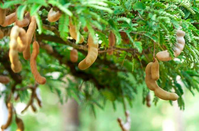 Fruits Found in the Philippines - HubPages