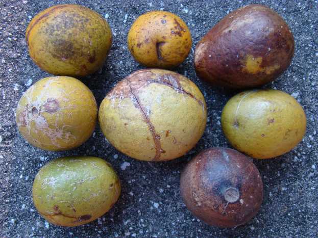 Bael Fruit, Stone Apple Or Aegle Marmelos and Its Health Benefits ...