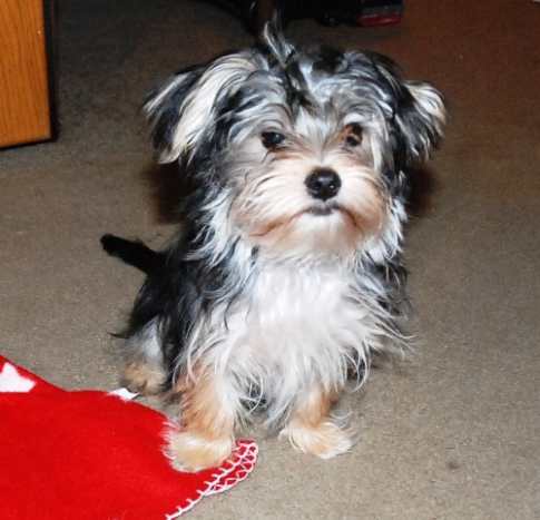 Pretty Porkie Puppies - HubPages
