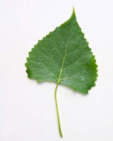 Identifying 13 Common Native Michigan Trees; Featuring Autumn Colors ...