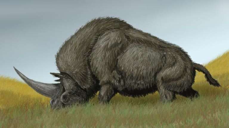 Extinct Giant Siberian Unicorn Facts - HubPages