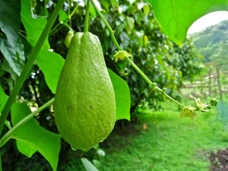 Vegetables Grown in the Philippines and Their Filipino Names - HubPages