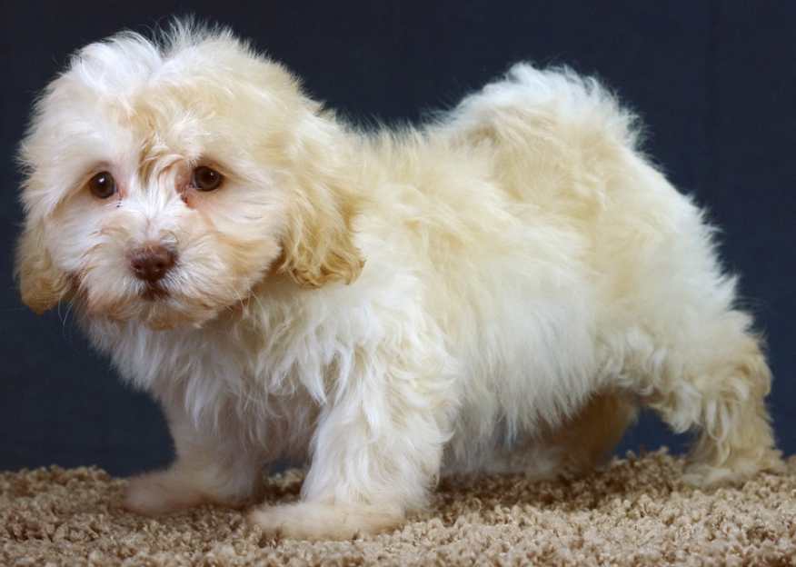 Top 10 Most Popular Cross-Breed Dogs - HubPages