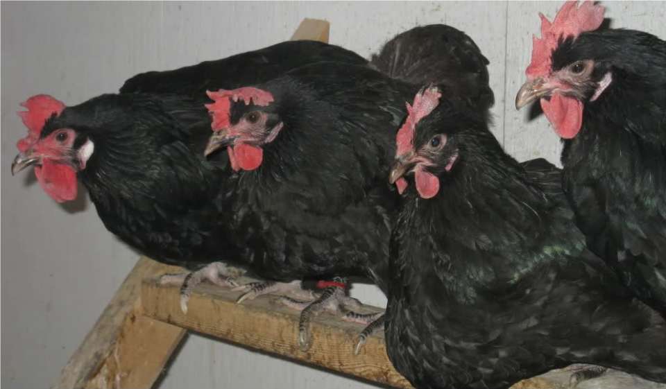 Las 10 Mejores Razas de Pollos de Herencia Rara (y Por qué Son Mis ...