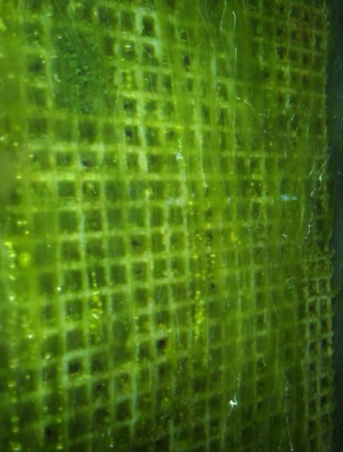 (UAS) DIY Freshwater Up-flow Algae Scrubber #algaescrubber - HubPages