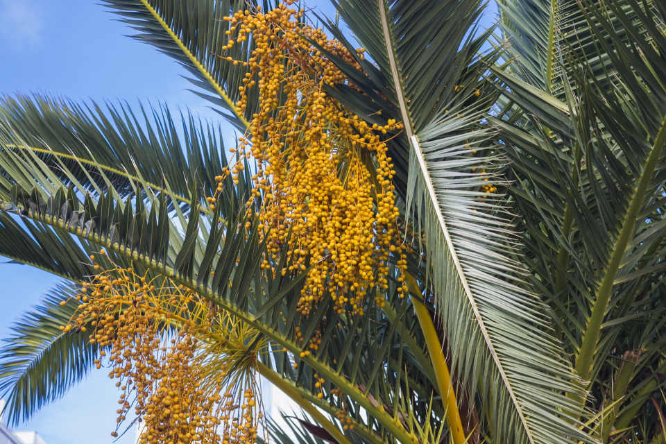 Babassu Oil: A Coconut Oil Alternative in Skin Care - RemedyGrove