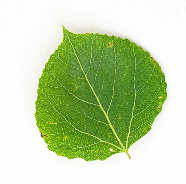 Identifying 13 Common Native Michigan Trees; Featuring Autumn Colors ...