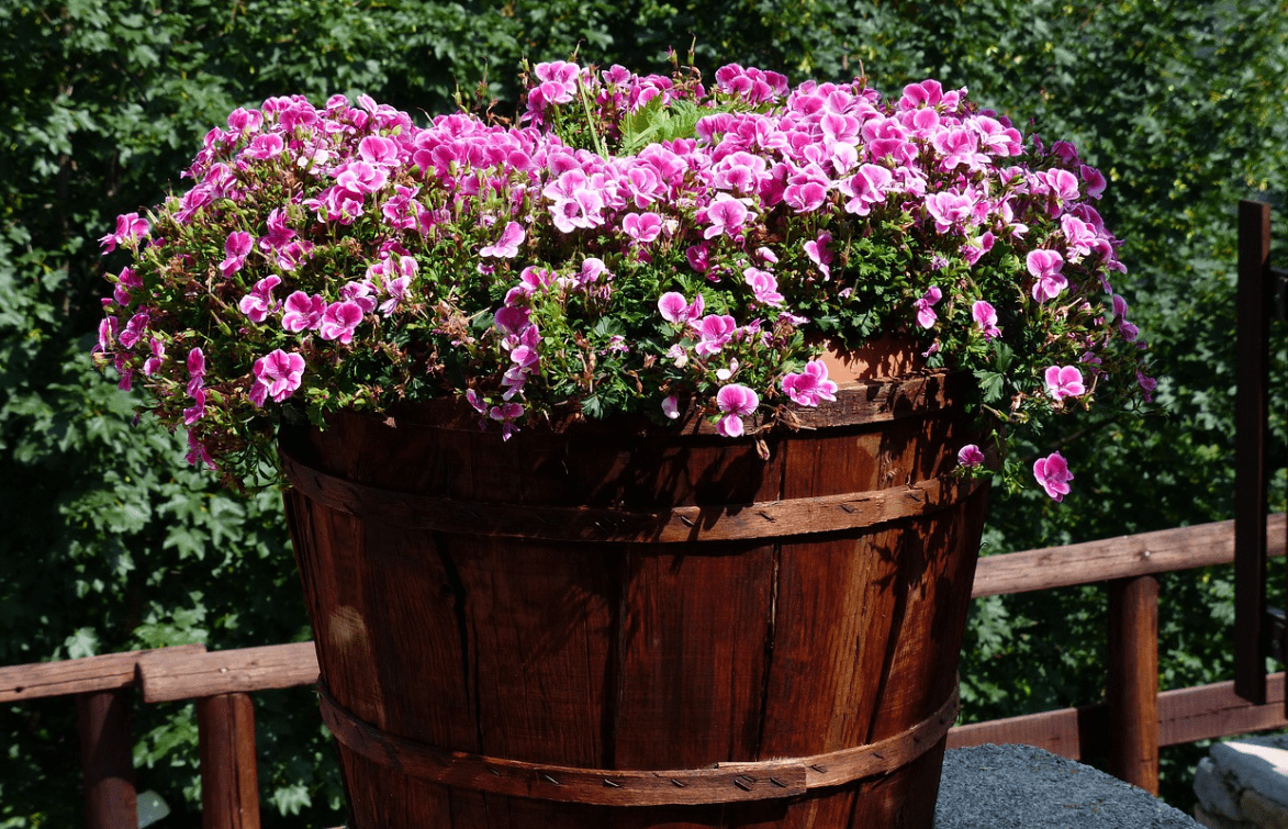5 Different Types of Geraniums (Pelargoniums) - HubPages