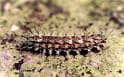 LONOMIA OBLIQUA: The Killer Caterpillar - HubPages