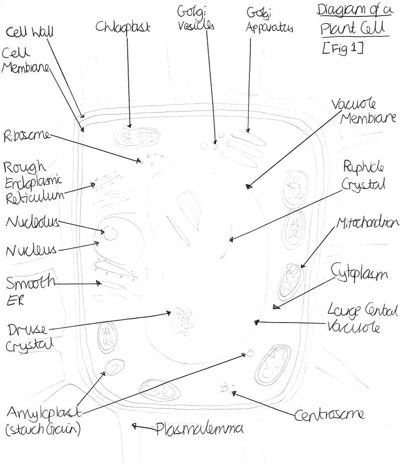 What Are Cyanobacteria, and How Are They Similar or Different From ...