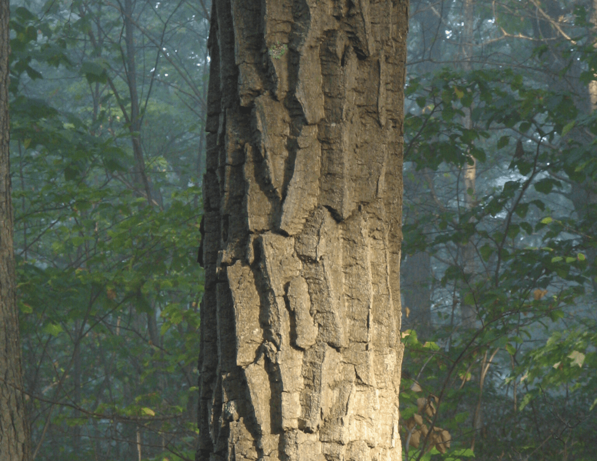 Common Types of Oak Trees (With Bark Photos for Identification) - HubPages