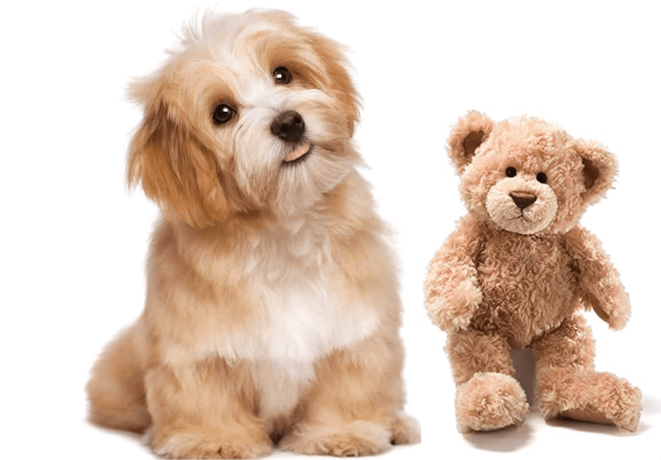 25 Dog Breeds That Look Like Teddy Bear - HubPages